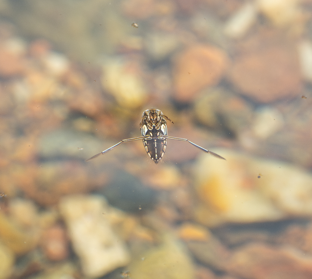 Enithares from Bellbird Grove, Enoggera Reservoir QLD 4520, Australia ...