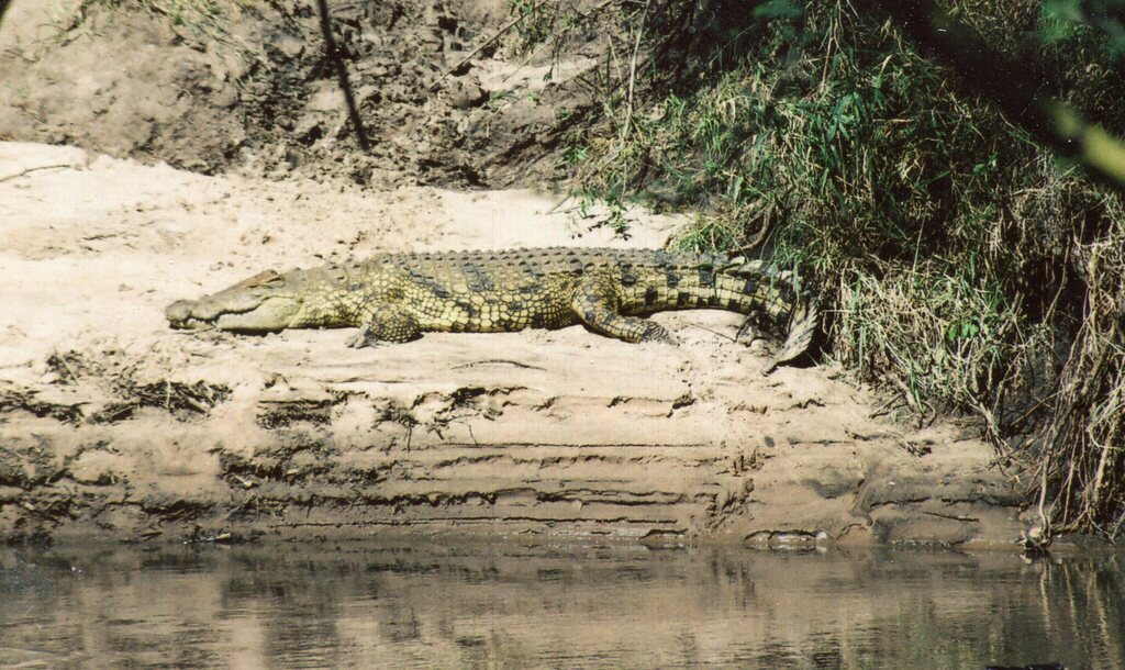 Nile Crocodile from Serengeti, Tanzania on May 14, 2002 by Sue Jaggar ...