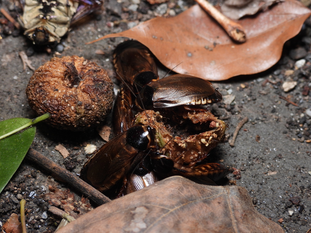 Pycnoscelus from 957台灣台東縣海端鄉 on June 28, 2024 at 08:19 PM by abujudy ...