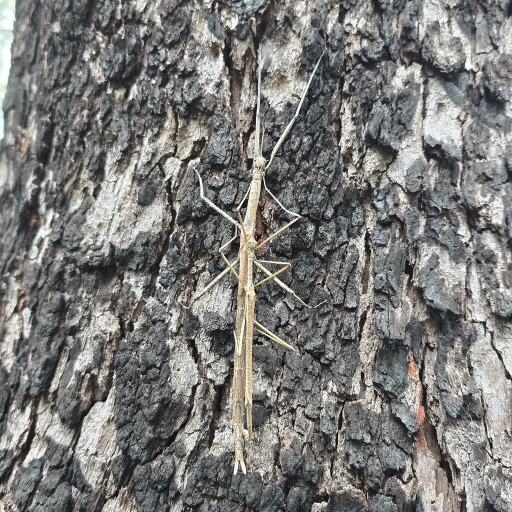 tessellated stick insect from Glass House Mountains QLD, Australia on ...