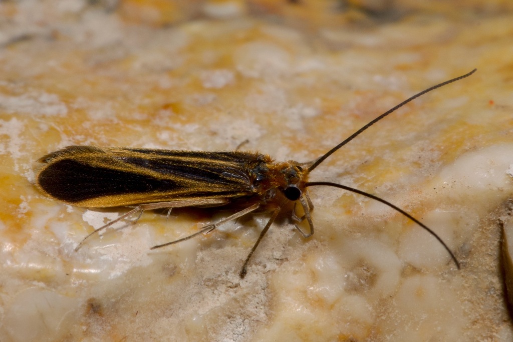 Chimarra marginata from Málaga, Spain on April 16, 2024 at 10:17 AM by ...