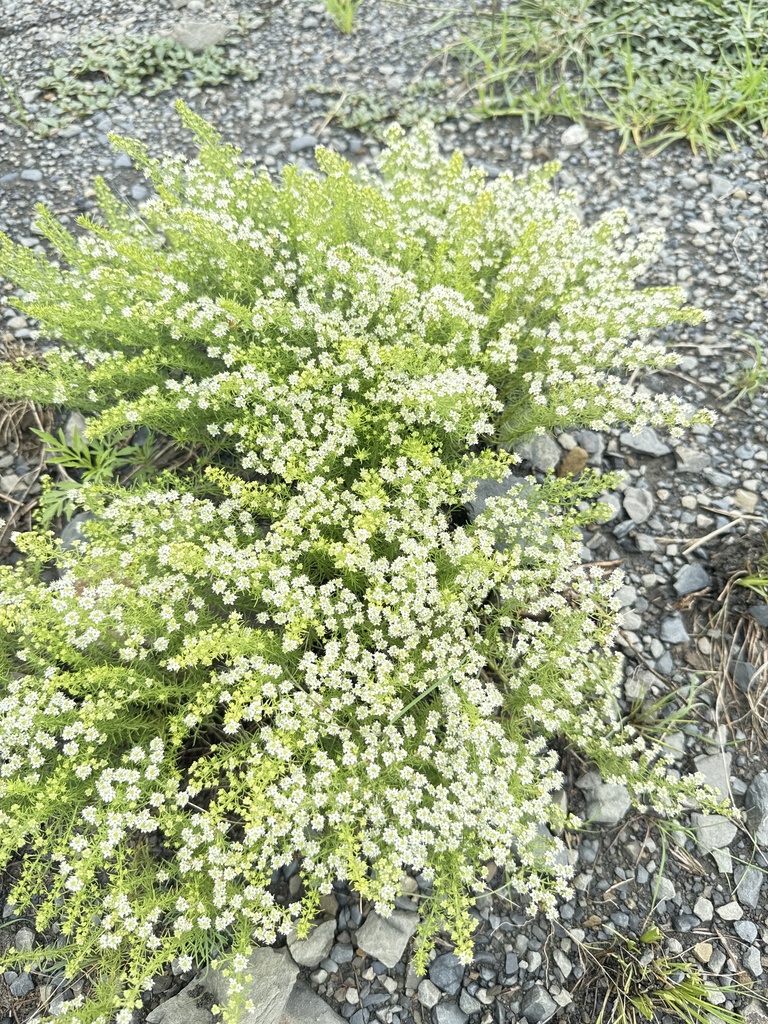 Bitterbushes from Emadlangeni, Utrecht, KwaZulu-Natal, ZA on January 8 ...
