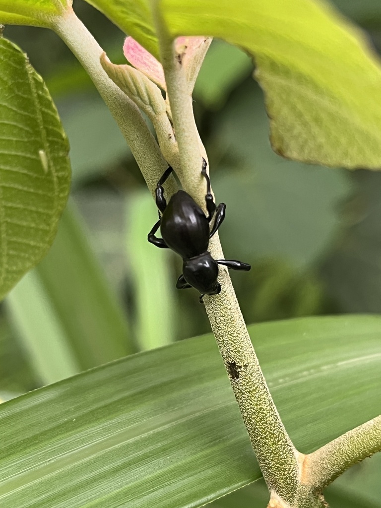 Pachyrhynchus infernalis in January 2025 by Nakatada Wachi · iNaturalist