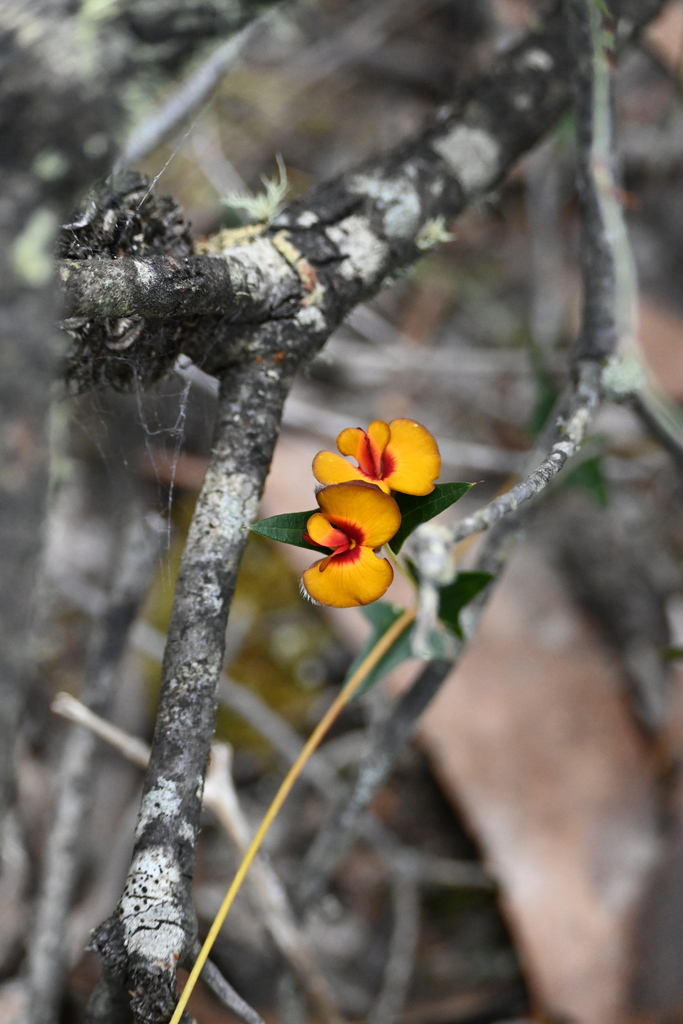 Common Flat-pea from Mirranatwa VIC 3294, Australia on November 6, 2024 ...