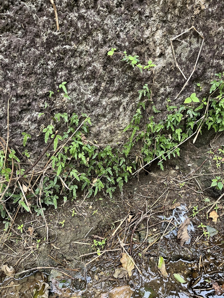 Pteris ryukyuensis from Uruma, JP-ON, JP on January 9, 2025 at 12:19 PM ...