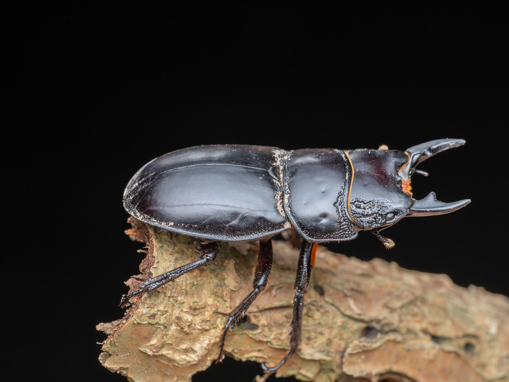 Aulacostethus tianmuxing from 中国浙江省杭州市临安区 on June 15, 2024 at 10:33 PM ...