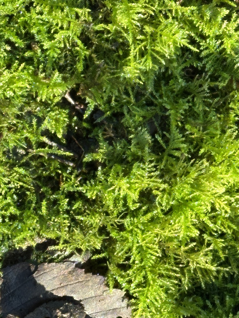 Common Feather-moss from Cherry Orchard Jubilee Country Park, Hockley ...