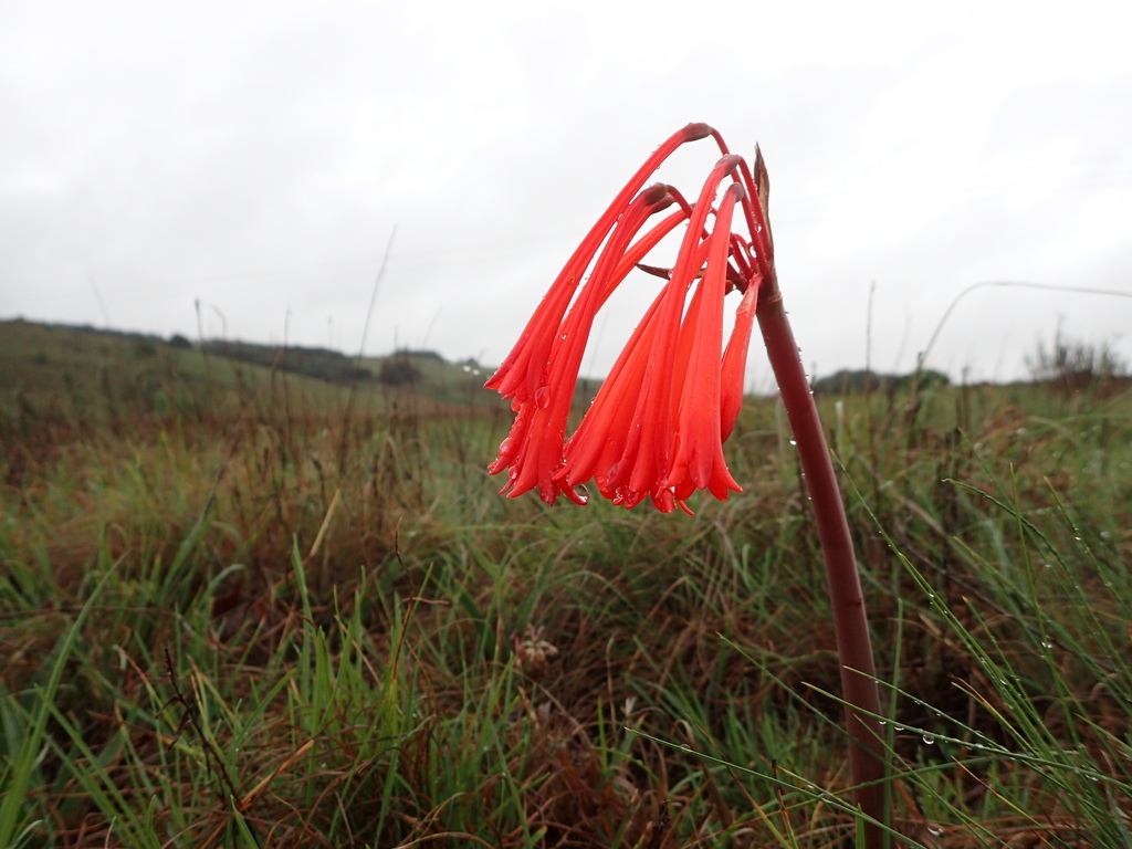 Ifafa Lily from Gert Sibande District Municipality, South Africa on ...