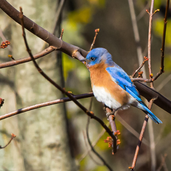Eastern Bluebird from Warren, NJ, USA on November 13, 2016 at 10:04 AM ...