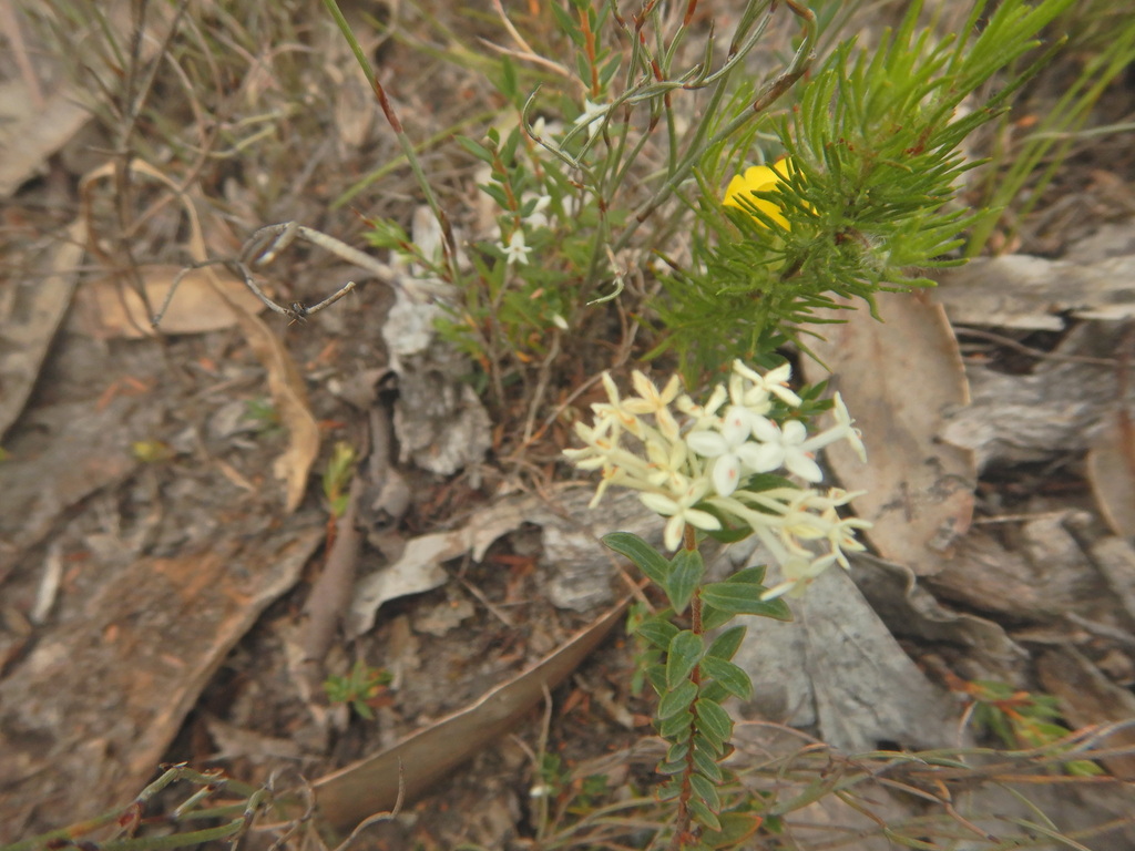 Common Rice-flower from Mirranatwa, Fields Track Grampians NP VIC 3294 ...