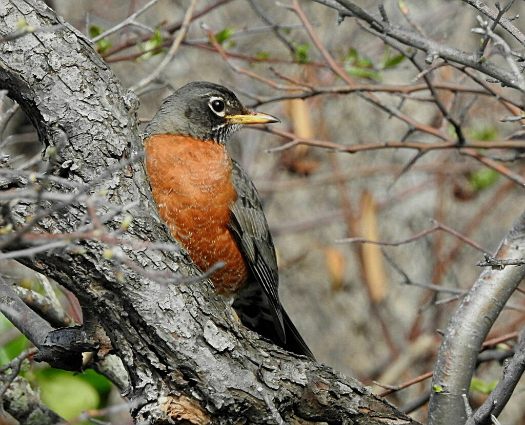American Robin from Sechelt, BC, Canada on April 20, 2024 at 12:06 PM ...