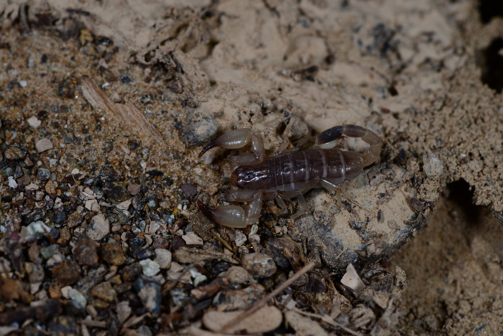 Scorpions from Abud, Oman on March 4, 2020 at 06:51 PM by Jörg Freyhof ...