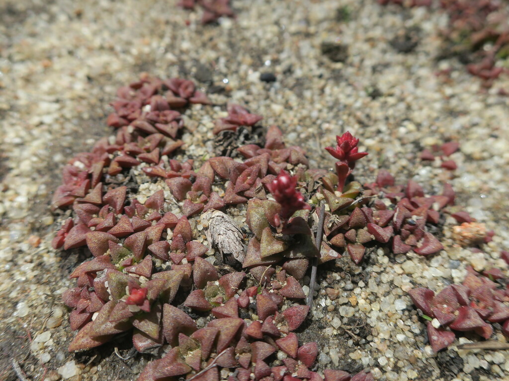 Crassula setulosa deminuta from Gert Sibande District Municipality ...