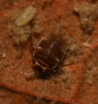 Micronecta in January 2025 by johnchau · iNaturalist