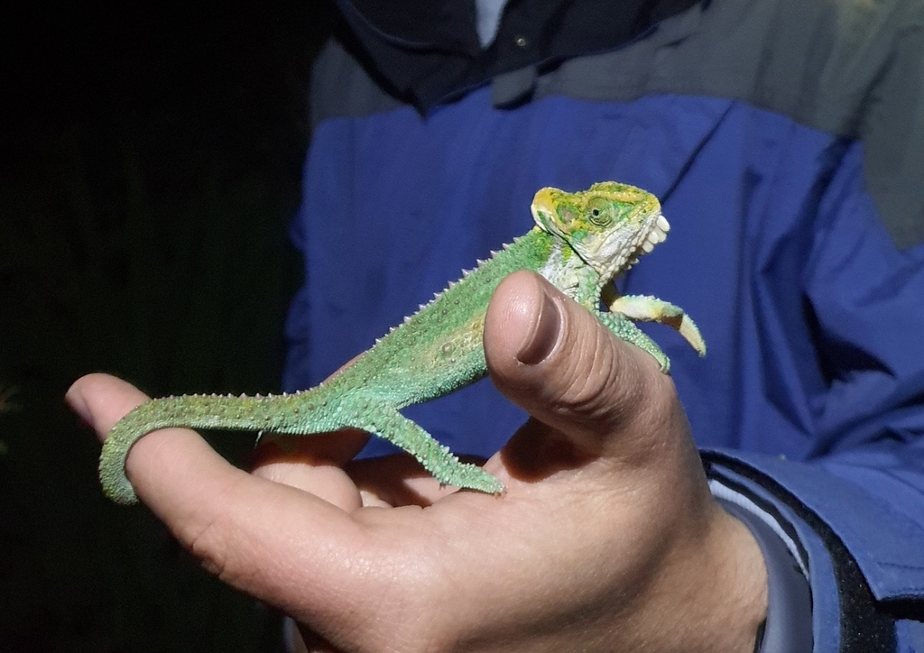 Natal Midland Dwarf Chamaeleon in December 2021 by Luke Kemp · iNaturalist