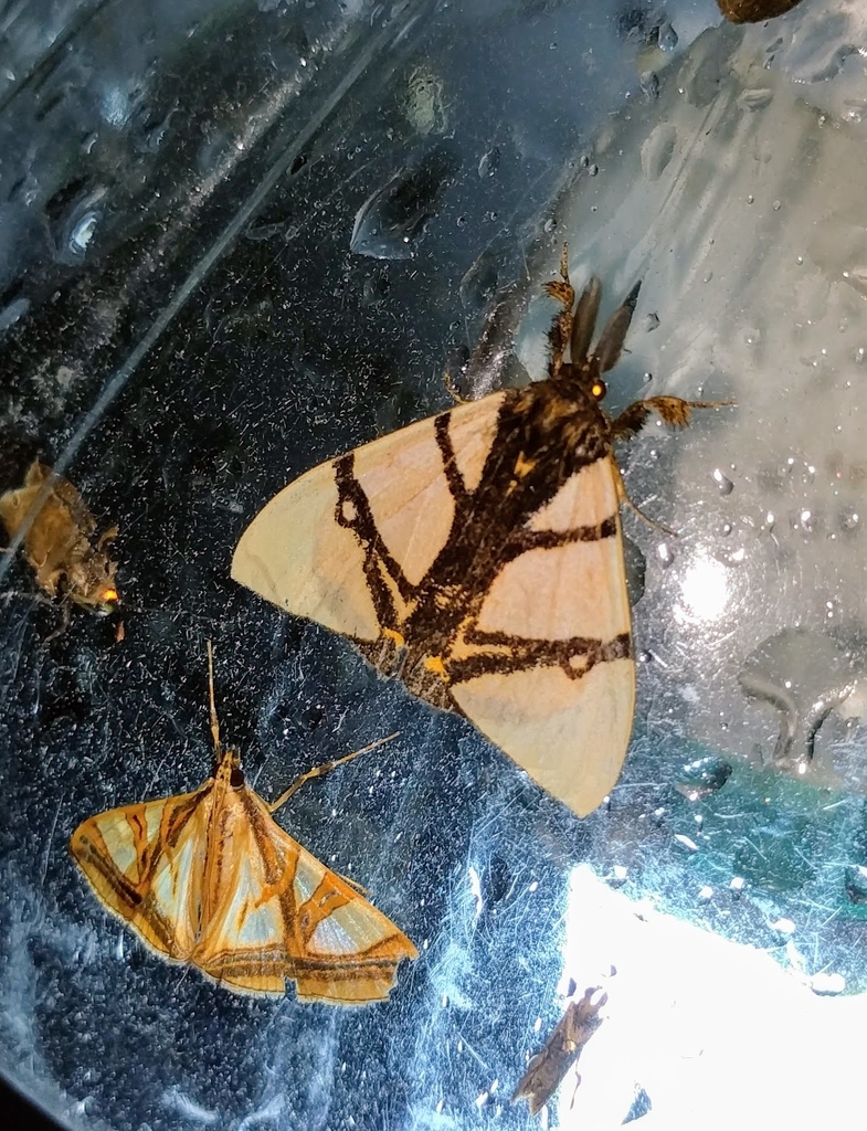 Numenes contrahens from 28750 Bentong, Pahang, Malaysia on December 15 ...