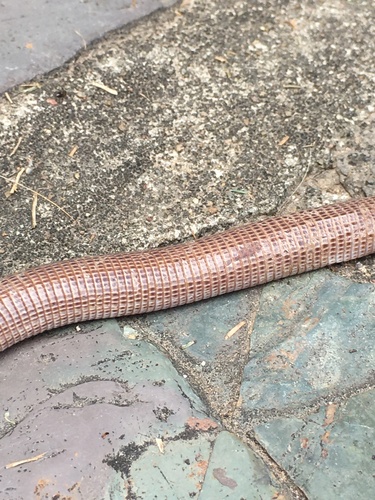 Darwin's Ringed Worm Lizard (Amphisbaena darwinii) - Snakes and Lizards