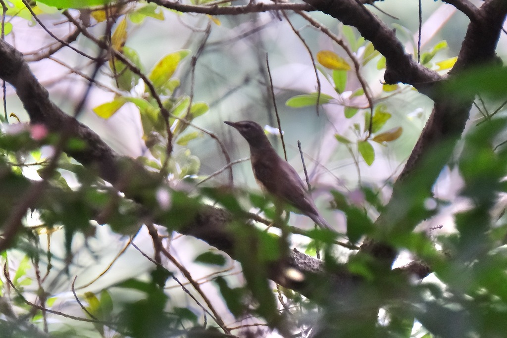 Eyebrowed Thrush from 香港屯門 on January 1, 2025 at 10:13 AM by PK Yeung ...