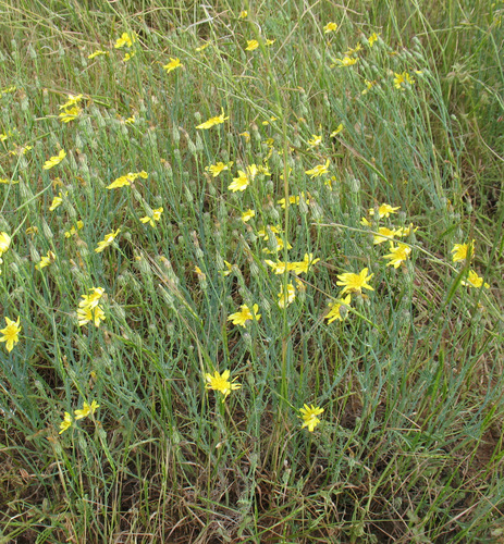 Launaea fragilis · iNaturalist