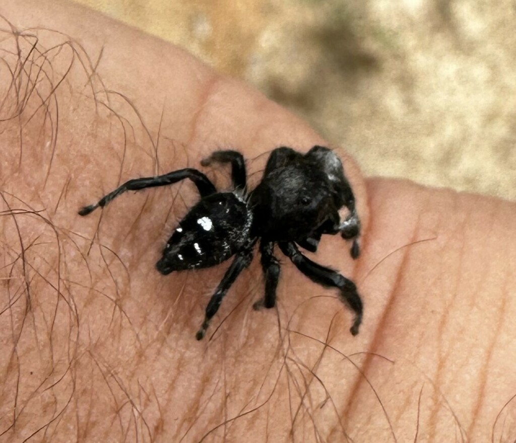 Bold Jumping Spider from US Hwy 431 at Flint River, Madison Co., AL ...
