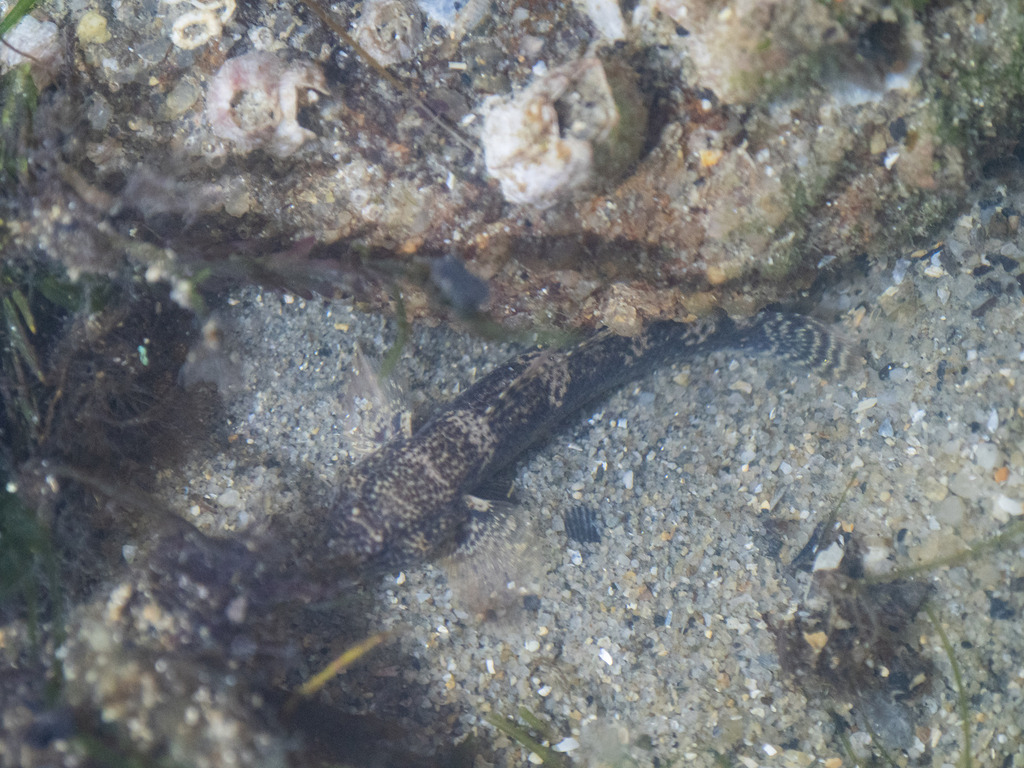 Drombus from Changi Coast Rd, Singapore on January 2, 2025 at 06:54 PM ...