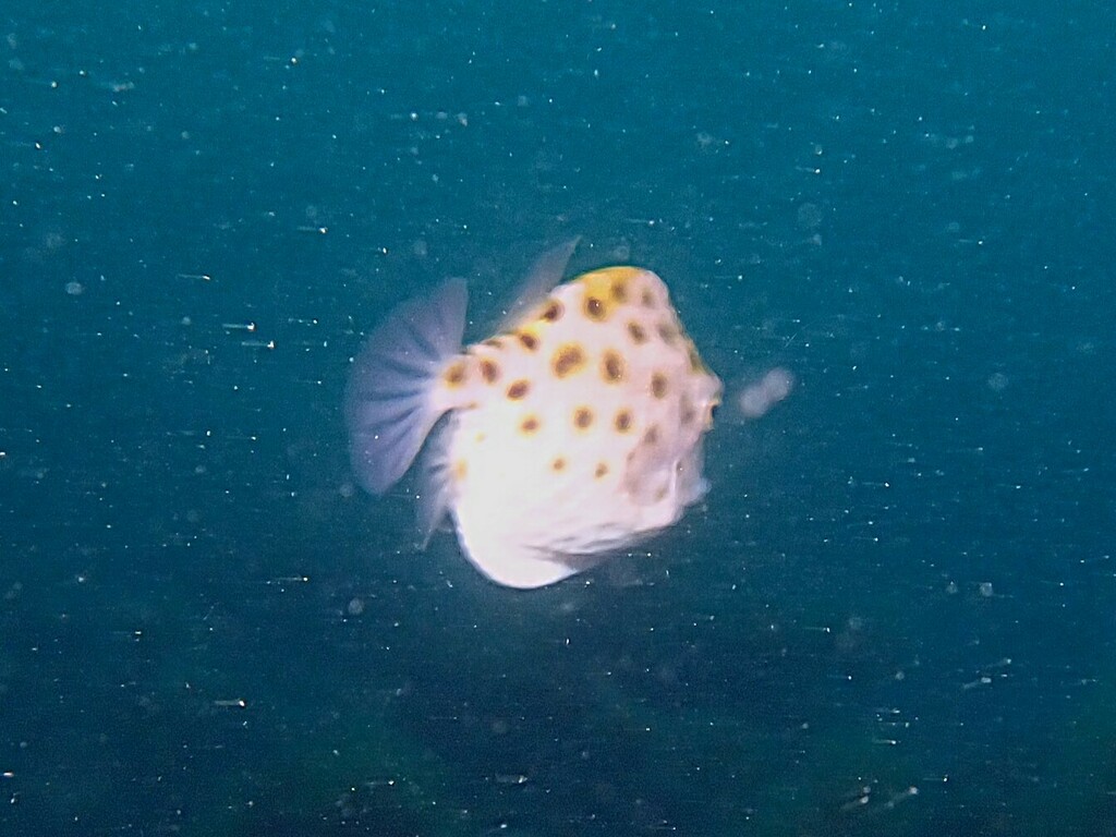 Western Smooth Boxfish from South Cottesloe Nth Sponge Gardens, Perth ...