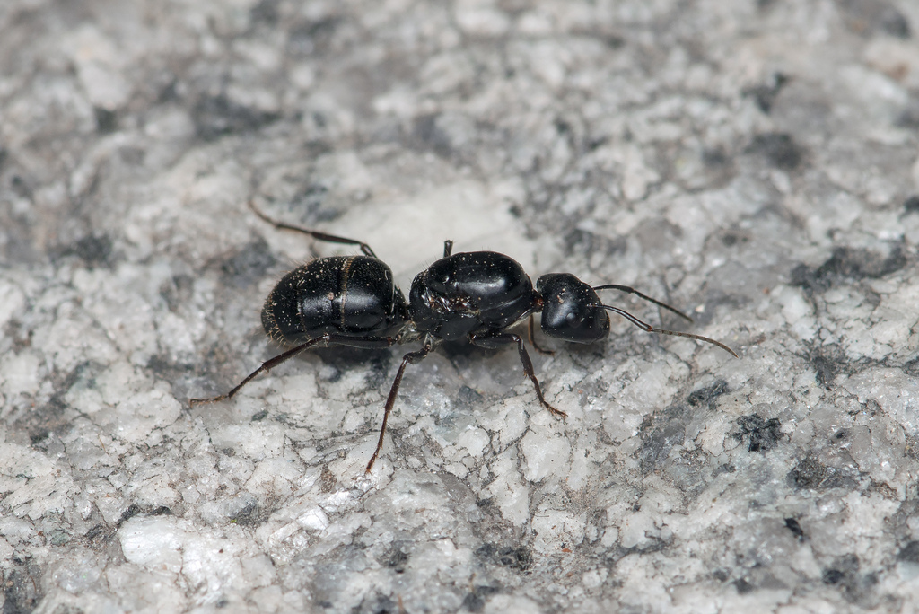Japanese Carpenter Ant from 中国吉林省长春市惠斯勒山 on October 21, 2024 at 08:51 ...