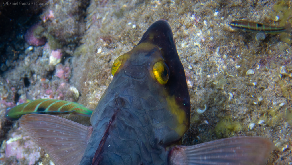 European Parrotfish from Radazul, Santa Cruz de Tenerife, Spain on ...
