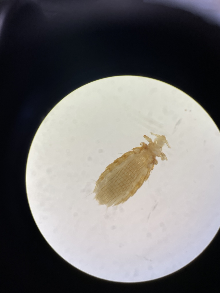 Hoplopleura oryzomydis from Cape Henlopen State Park, Lewes, DE, US on ...