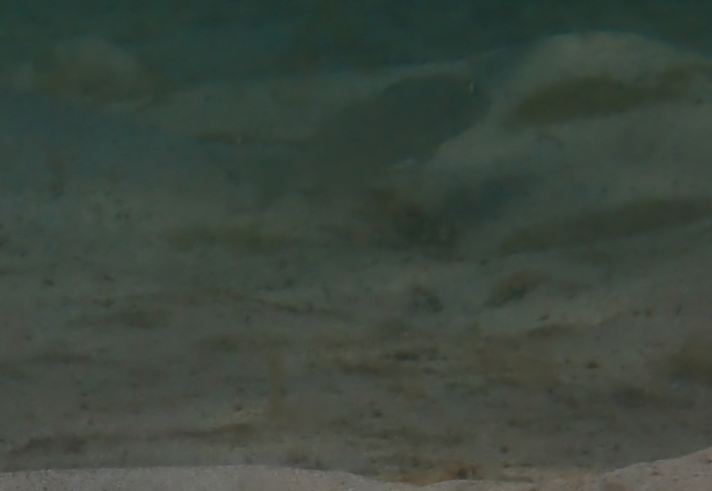 Sillago Whitings from Sharp Island on January 4, 2025 at 10:49 AM by ...