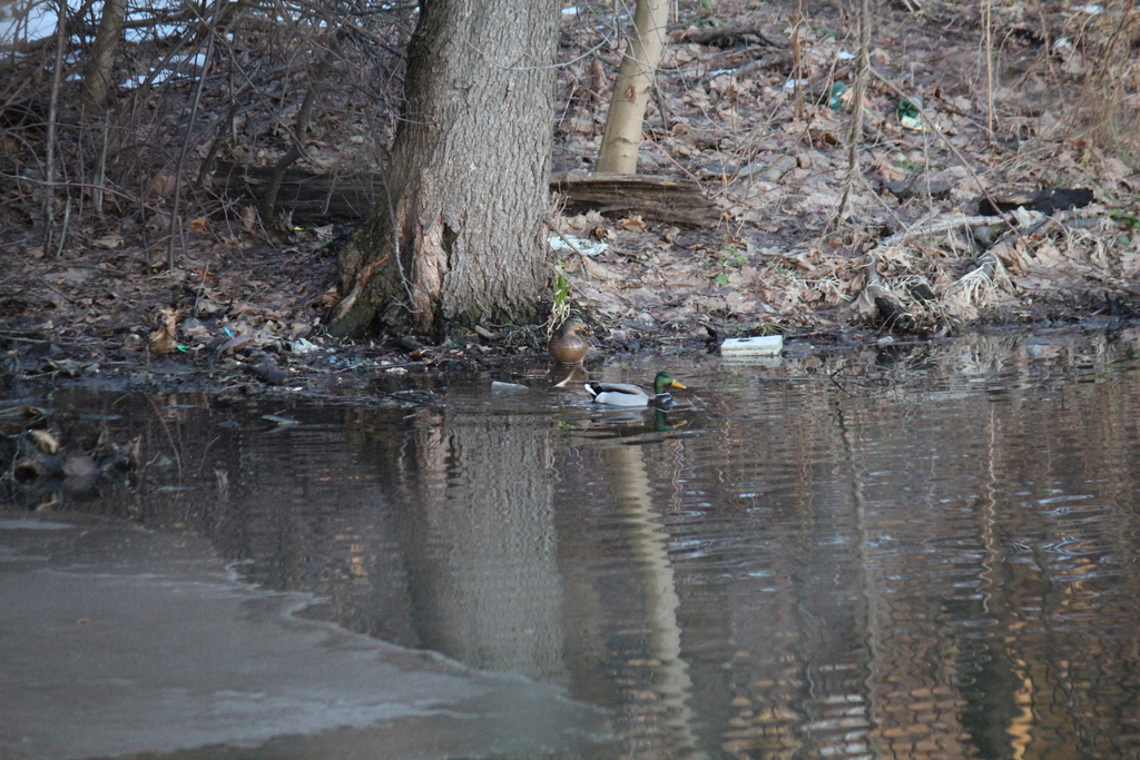 Mallard from Leninskiy rayon, RU-MS, RU on January 9, 2025 at 05:36 PM ...