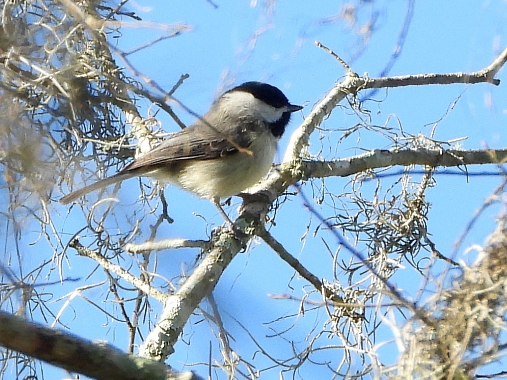 Carolina Chickadee from Eldridge / West Oaks, Houston, TX, USA on ...