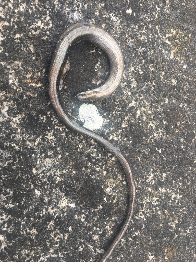 Common Slowworm from Auf den Höhen 11, Lappersdorf, Bayern, DE on July ...