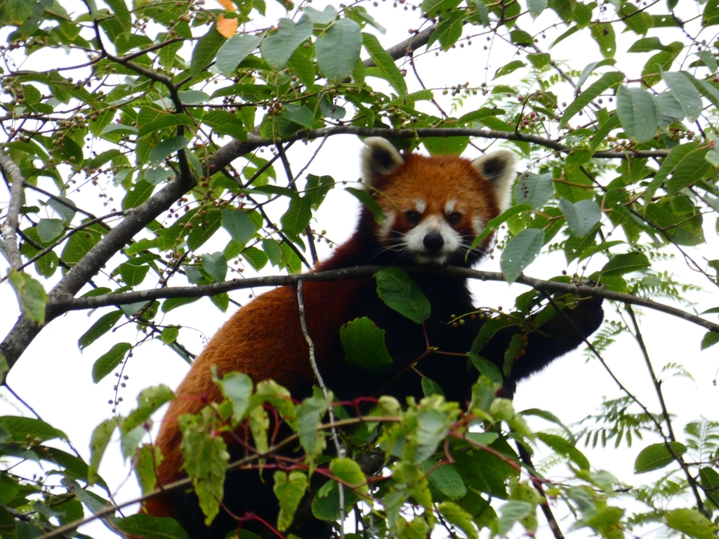 Chinese Red Panda (Ailurus fulgens styani) - Know Your Mammals