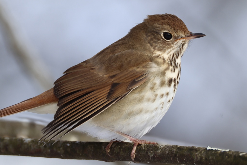 Hermit Thrush from Glade Rd, Blacksburg, VA, US on January 9, 2025 at ...