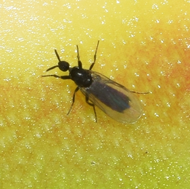 Coboldia fuscipes from Almería, España on January 9, 2025 at 01:58 PM ...