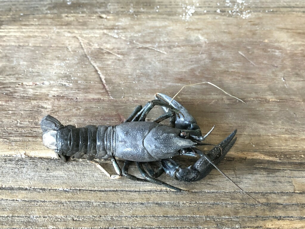 Virile Crayfish from Simcoe County, ON, Canada on July 1, 2020 at 12:06 ...
