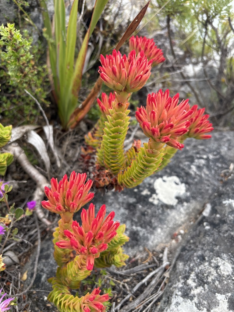 Rochea from Table Mountain National Park, Cape Town, Western Cape, ZA ...