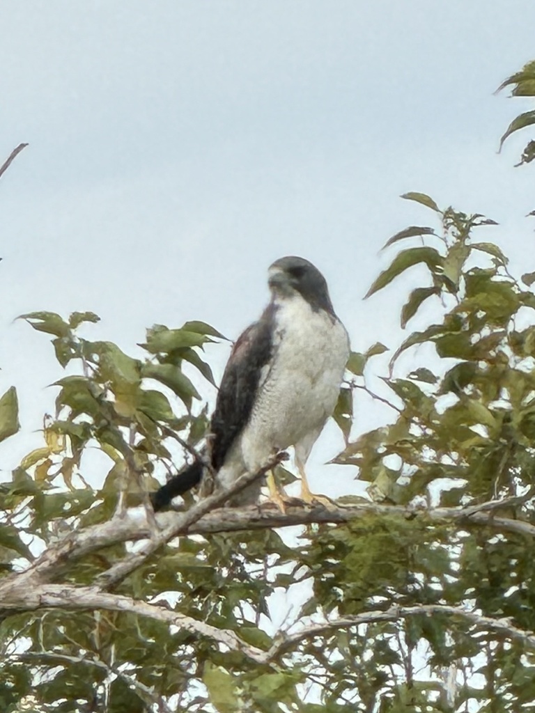 White-tailed Hawk from Freeport, TX, US on October 22, 2024 at 10:05 AM ...
