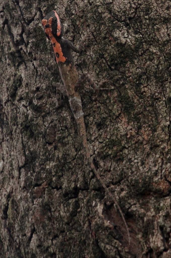 Painted-lip Lizard from Sri Lanka on July 17, 2019 at 07:14 AM by ...