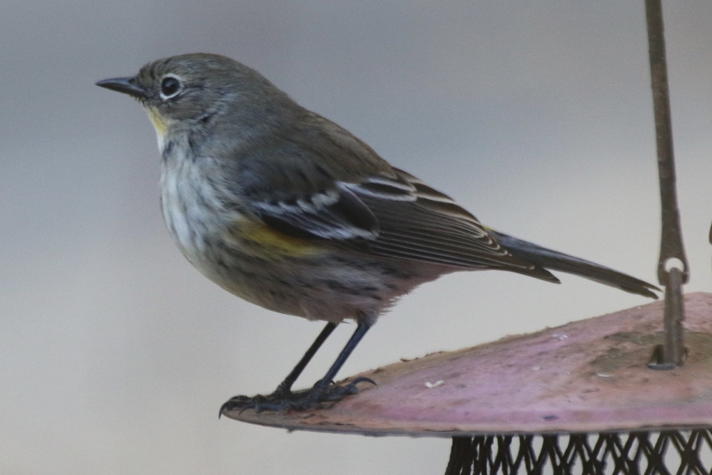 Yellow-rumped Warbler from Sunshine Valley Rd, Moss Beach, CA, US on ...