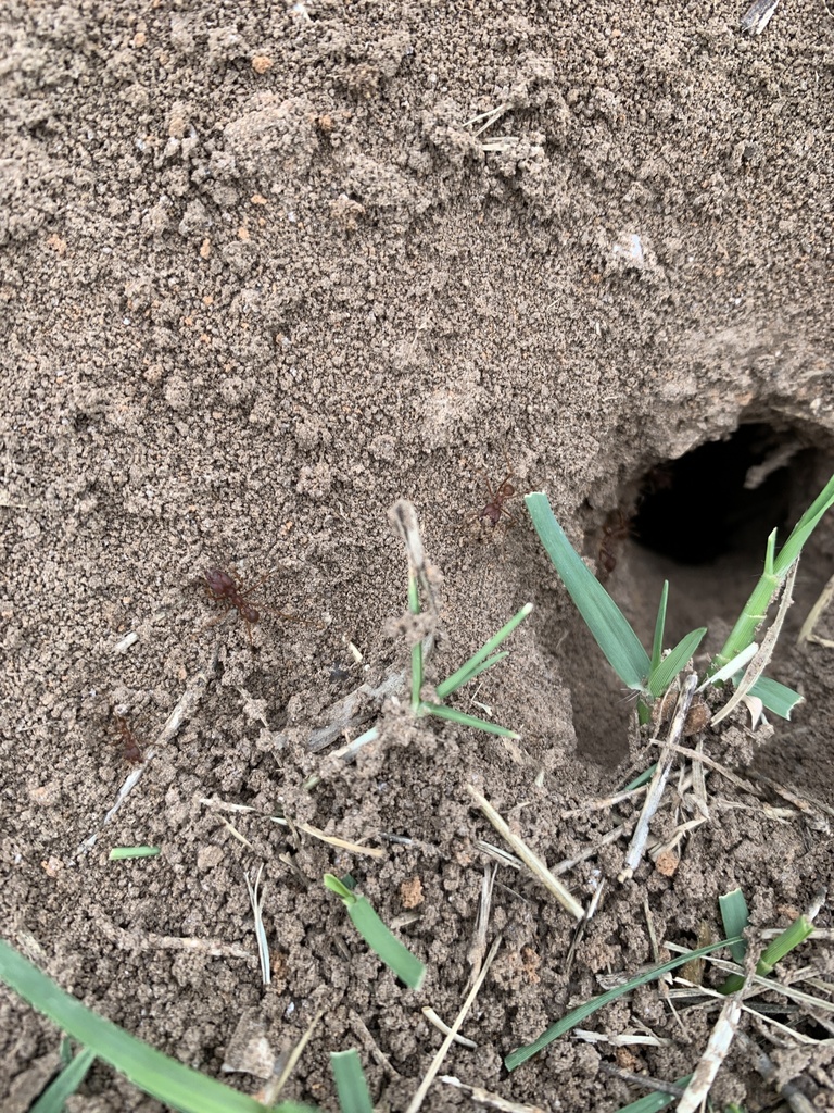 Texas Leafcutter Ant from Commons Ford Ranch Metropolitan Park, Austin ...