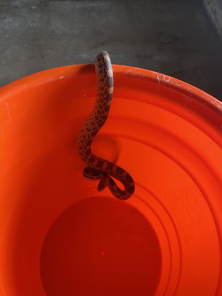 Mexican Bull Snake from 58531 San Miguel, Mich., Mexico on November 5 ...