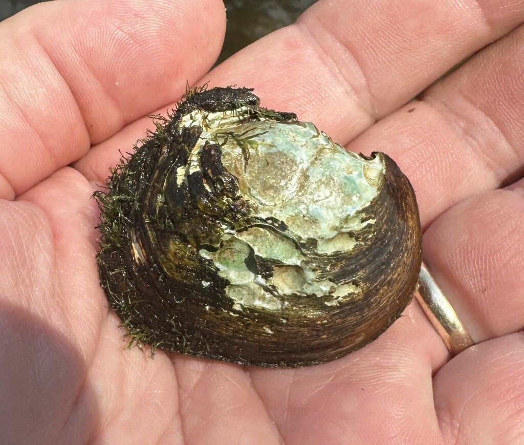 Pimpleback from Flint River, Old Hwy 431, Madison Co., AL, USA on July ...