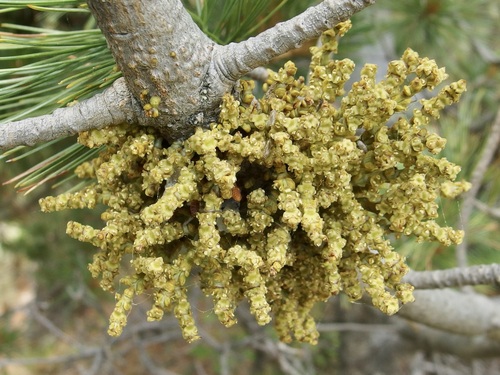 Apache Dwarf-Mistletoe (Arceuthobium apachecum)