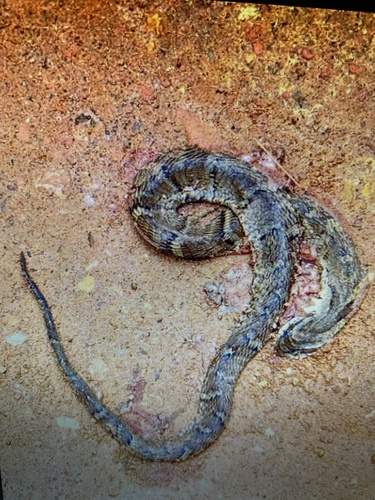 Neuwied's False Fer-de-lance (Xenodon neuwiedii) - Snakes and Lizards
