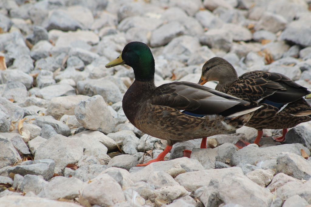 Mallard in January 2025 by Ramón Isaac Miramontes Cinco · iNaturalist