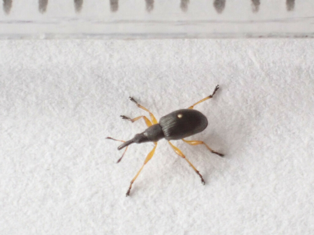 Protapion fulvipes from г. Химки, Московская обл., Россия on January 9 ...