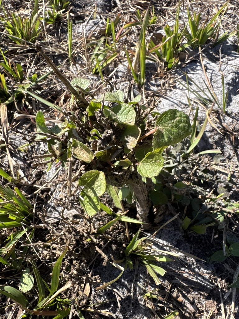 Caesar weed from Gerber Dairy Rd, Winter Haven, FL, US on January 9 ...