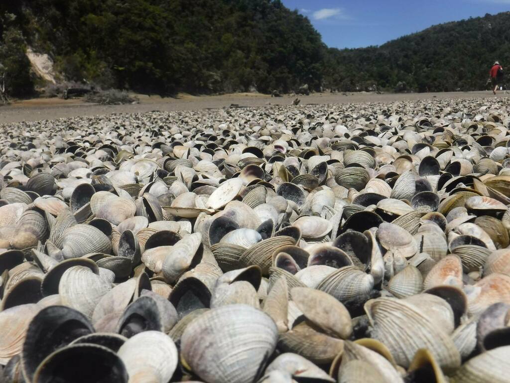 New Zealand Cockle from Tasman, New Zealand on December 15, 2017 at 06: ...